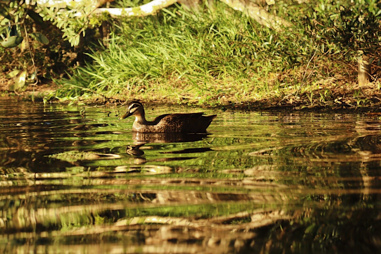 A Day at the Tea Tree Lake | Ramada Hotel Ballina